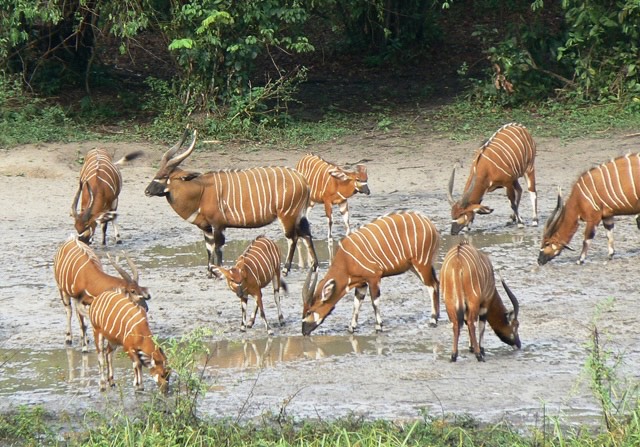 GlobalZoo - Wildlife Organization