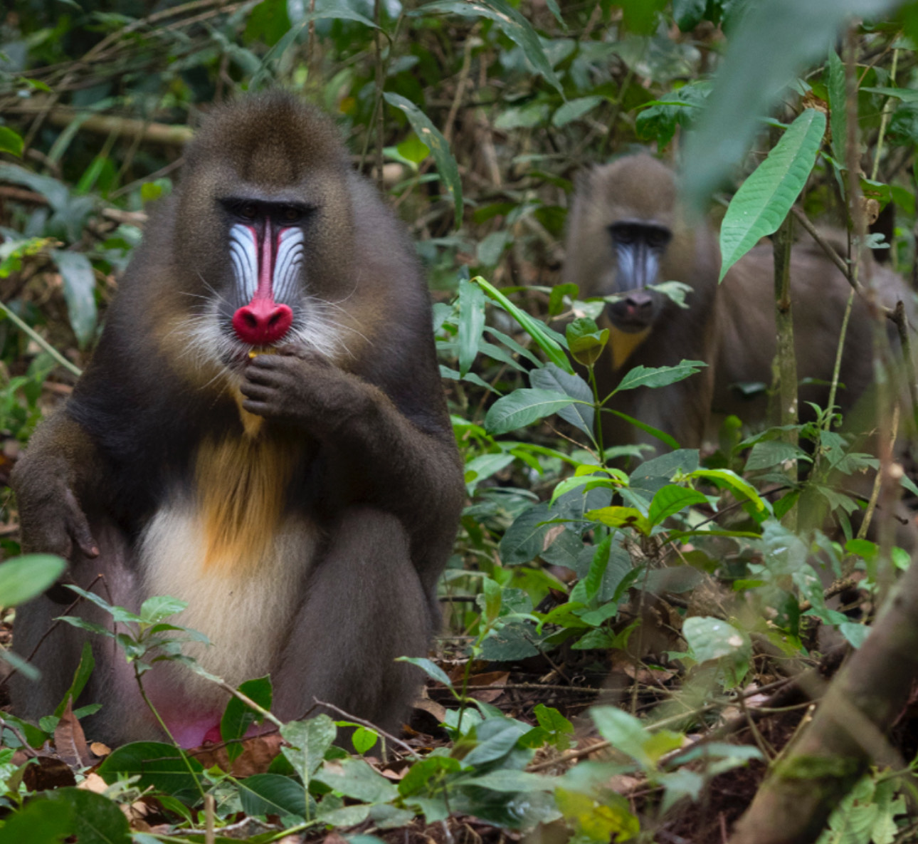 GlobalZoo - Wildlife Organization